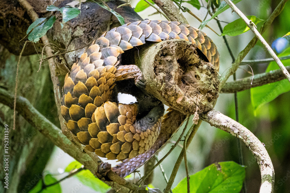 The Sunda pangolin is the most widely distributed species of pangolin ...