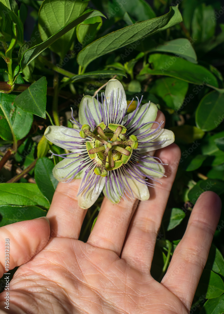 Passiflora caerulea (Bluecrown Passionflower), native passionfruit in ...