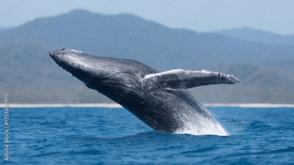 A majestic humpback whale breaches azure waves, celebrating World ...