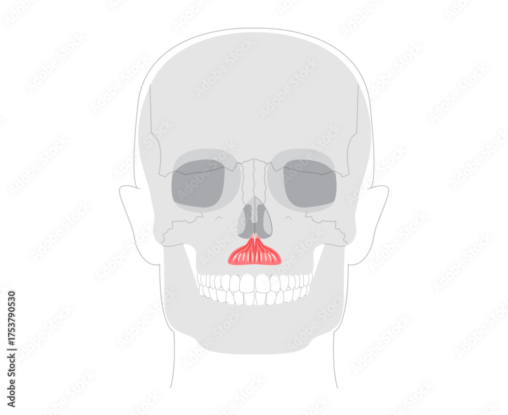 Depressor septi - Nasal muscle lowering nasal septum and opening ...