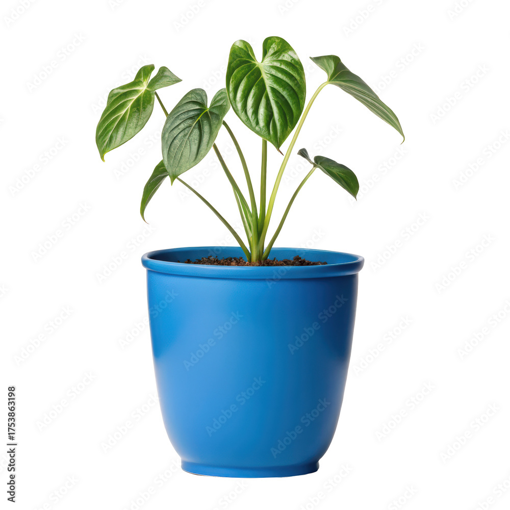Sad comic plant in blue pot png cartoon plant png sad plant png potted ...