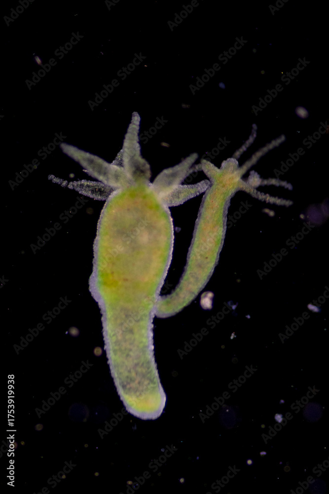 Foto de Stock Hydra is a genus of small, fresh-water animals of the ...