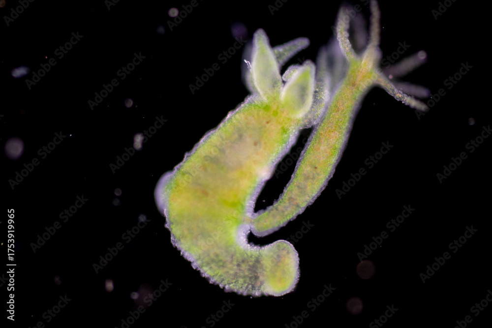 Hydra is a genus of small, fresh-water animals of the phylum Cnidaria ...