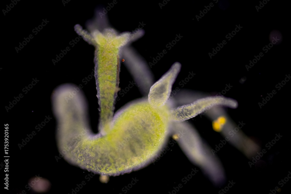 Stock-Foto „Hydra is a genus of small, fresh-water animals of the ...