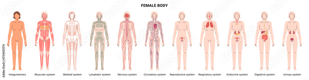 Female body systems. Vector integumentary and skeletal, muscular and ...