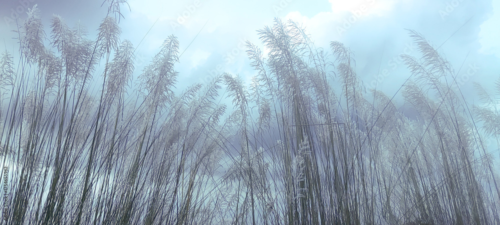 Kohuwa Phul (Kans Grass) Swaying in the Breeze Under a Cloudy Sky ...