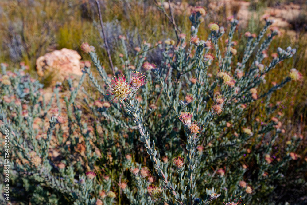 Beautiful fynbos plants and flowers in the arid Biedouw Valley, Western ...