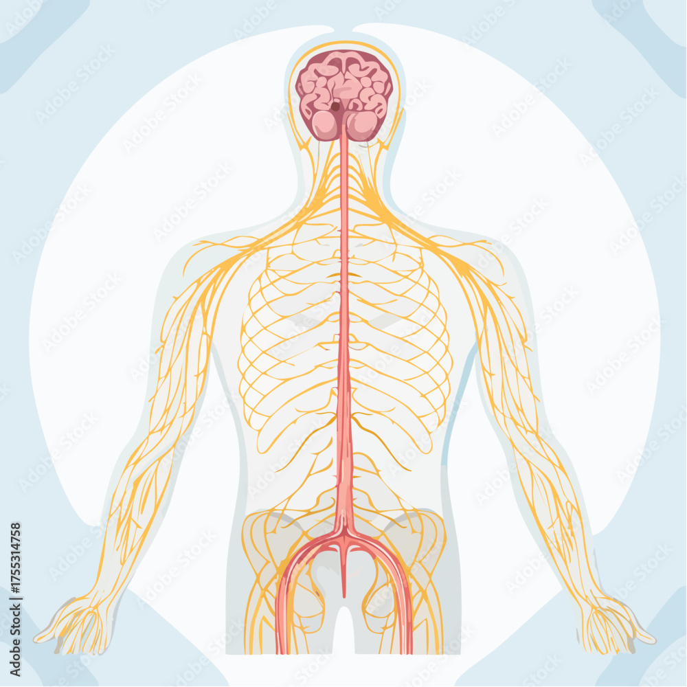 Anatomical illustration of the human nervous system from a posterior ...