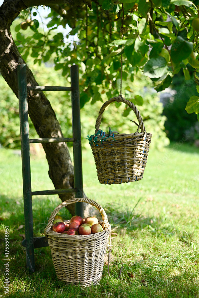 Apple harvest in basket near ladder under apple tree in autumn garden ...