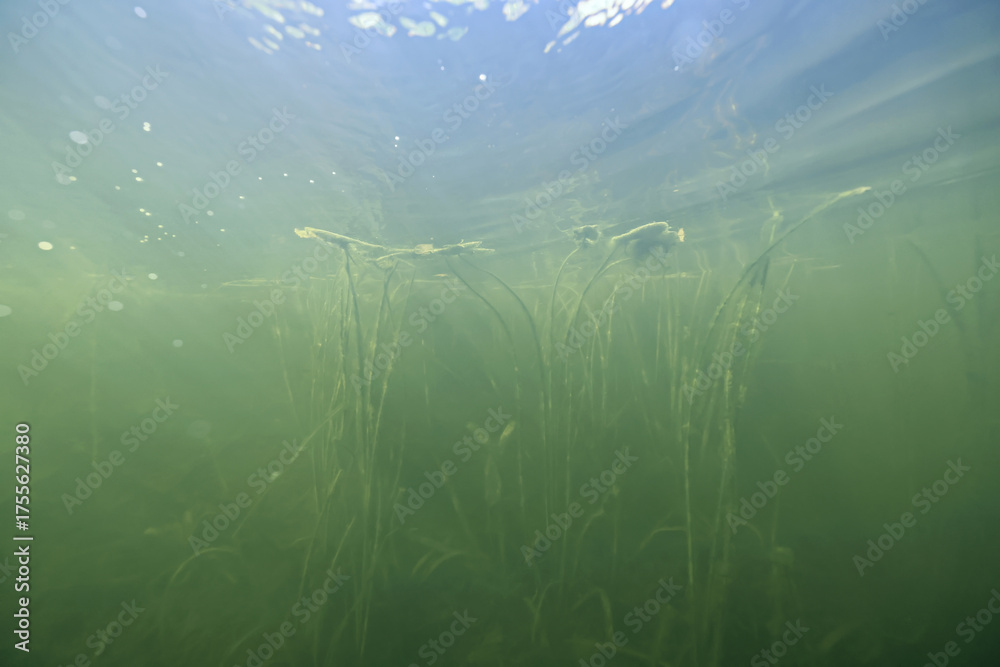 underwater photo, swamp pond or river, green freshwater background ...
