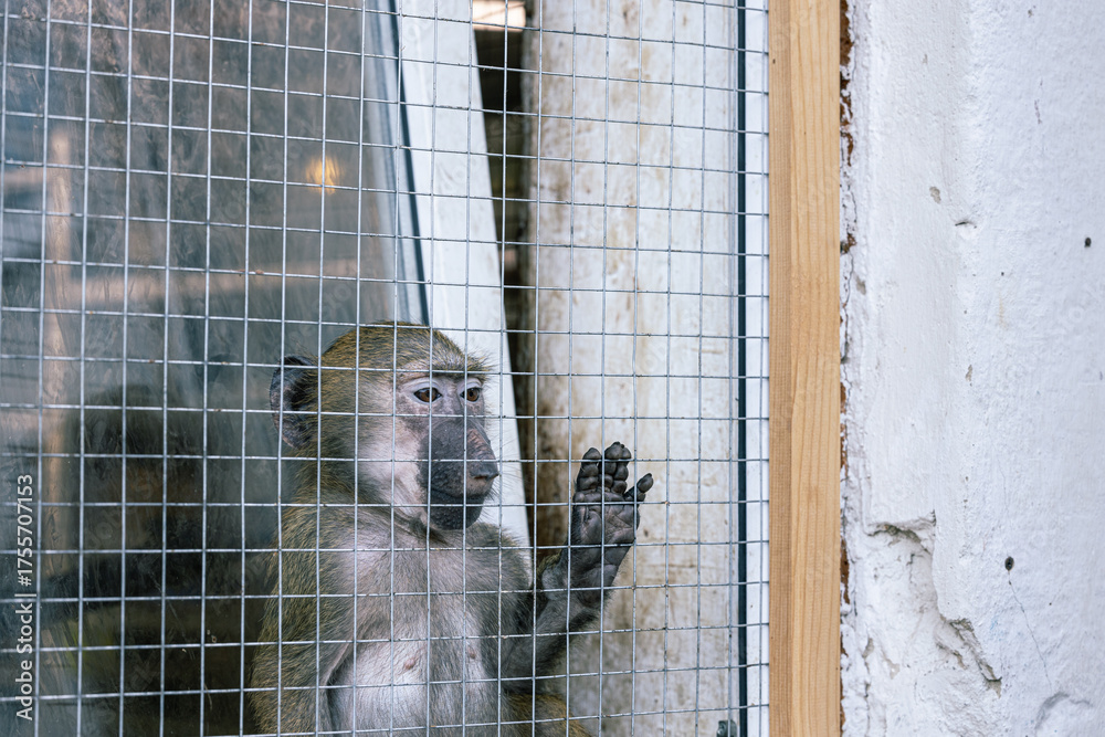 caged monkey behind steel grid of shelter cruelty with animal theme ...