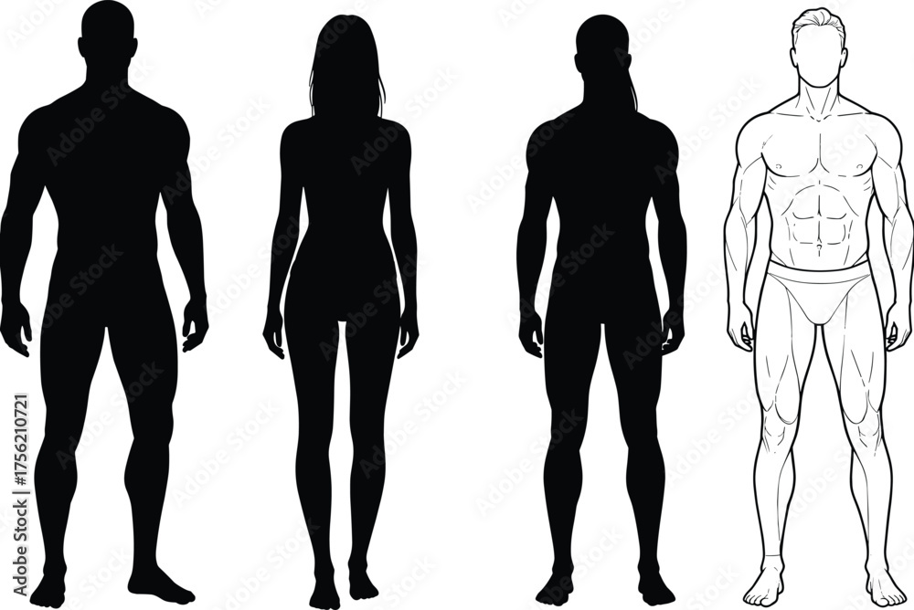 Vettoriale stock di Human figure comparison illustration, male and ...