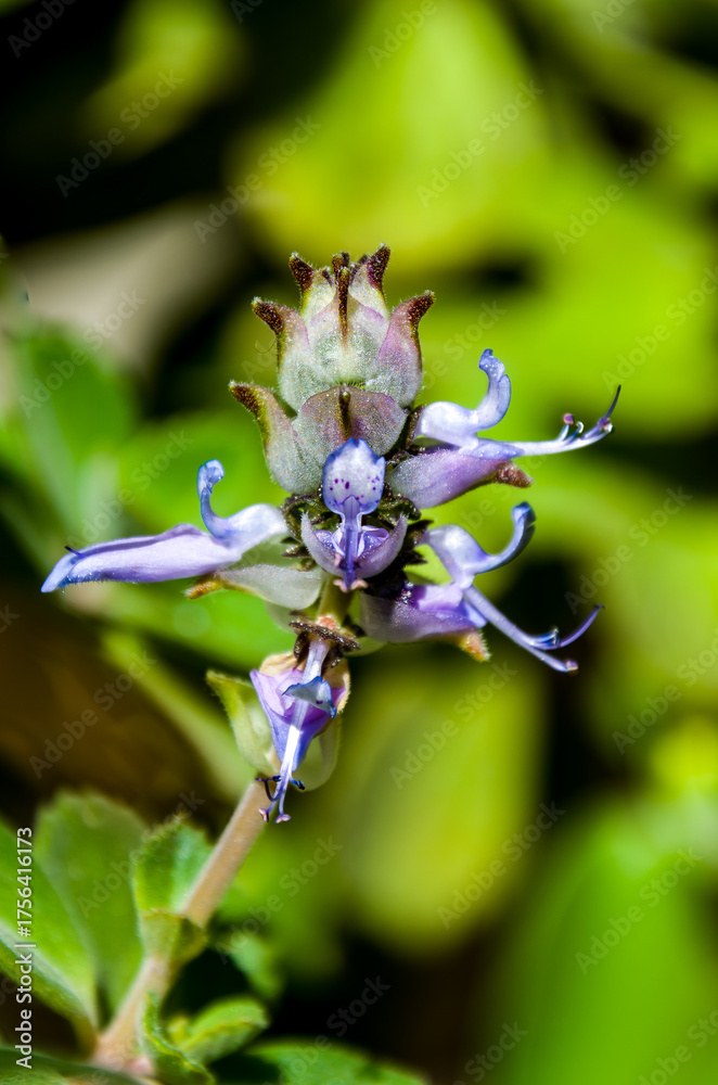 Coleus caninus o Plectranthus caninus, es una planta de la familia ...