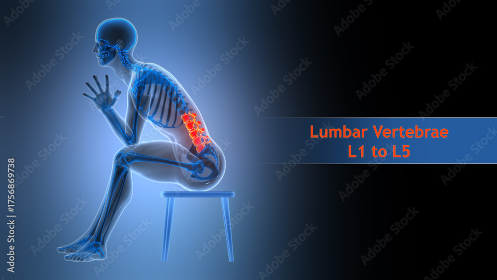 Spinal Cord Vertebral Column Lumbar Vertebrae of Human Skeleton System ...
