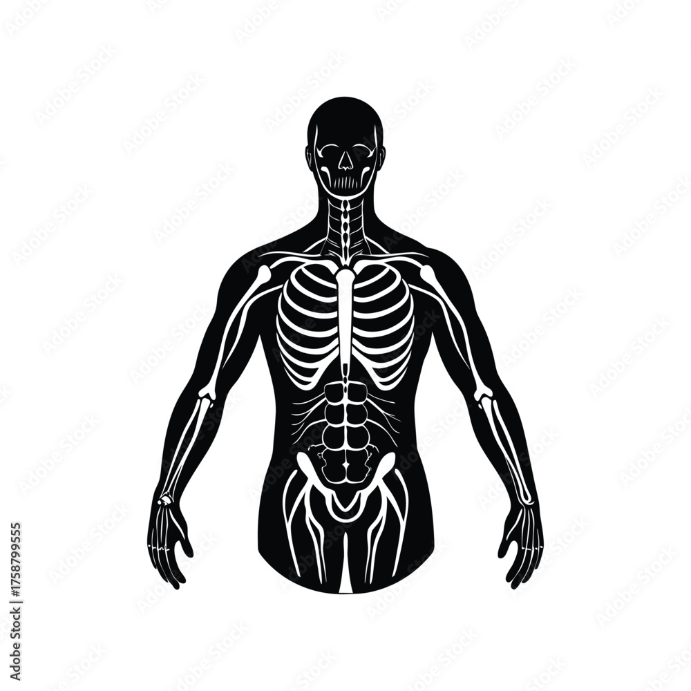 Anatomical illustration of the human upper body skeleton in a black and ...