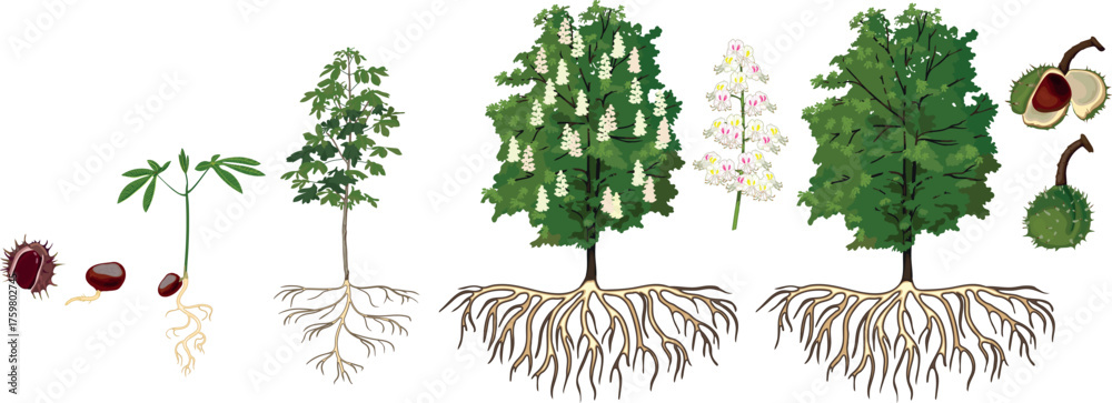 Life cycle of horse chestnut tree (Aesculus hippocastanum). Growth ...