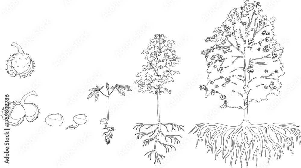 Coloring page with life cycle of horse chestnut tree (Aesculus ...