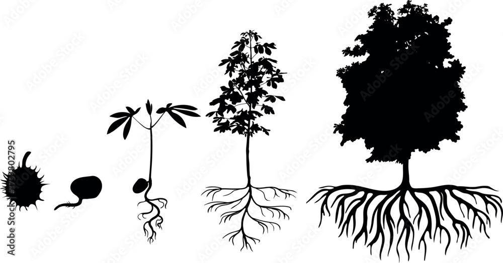 Black silhouette of life cycle of horse chestnut tree (Aesculus ...