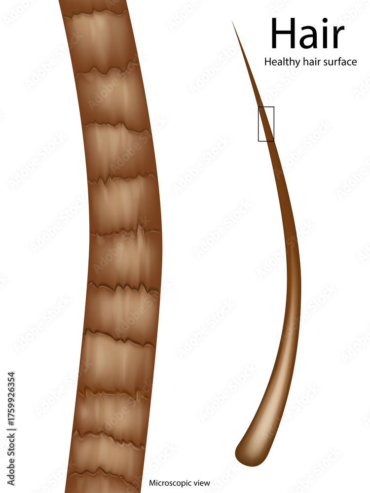 Detailed scientific illustration showing a healthy human hair structure ...