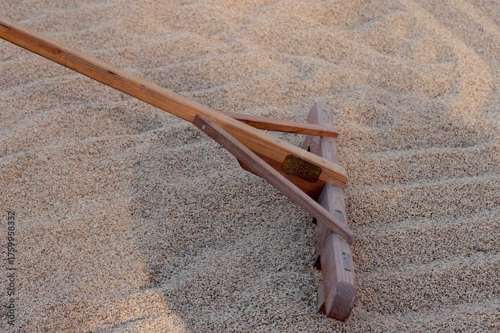 Wooden rake used to spread and dry harvested rice grains in traditional ...