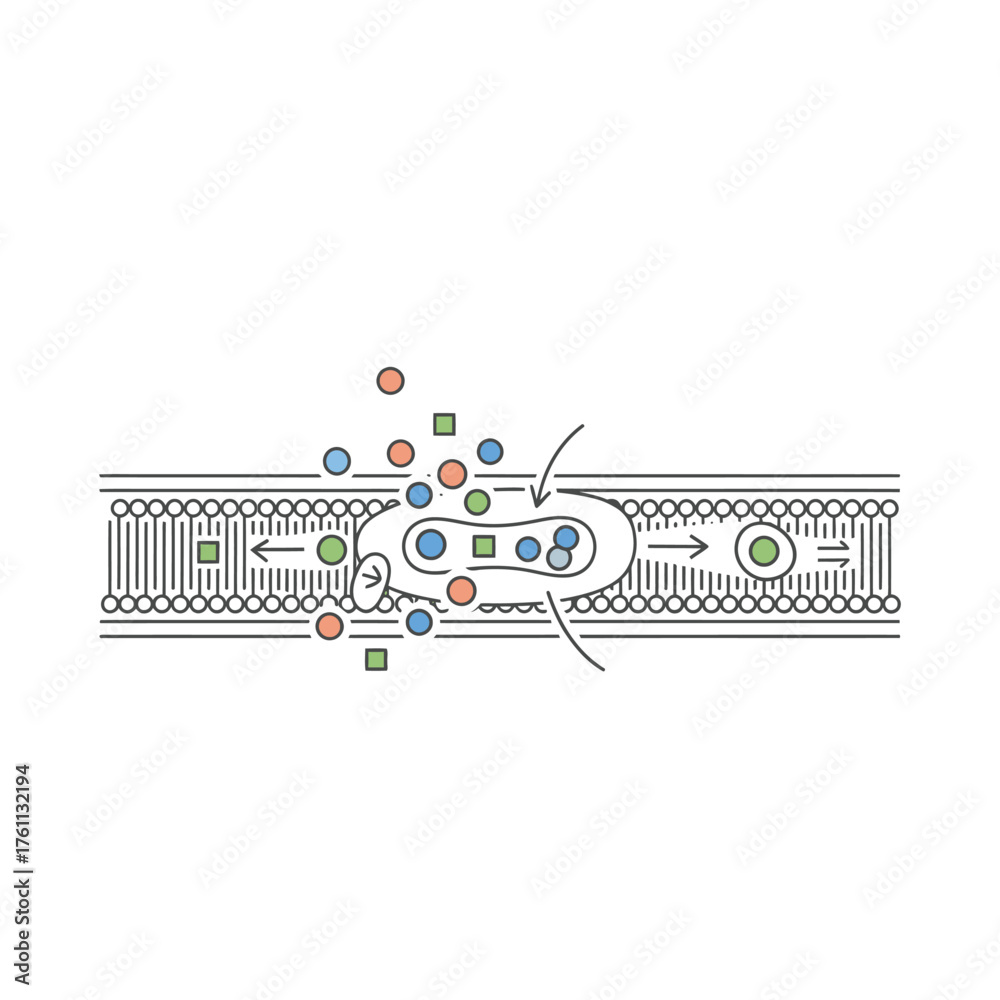Diagram illustrating the process of cellular transport and molecule ...