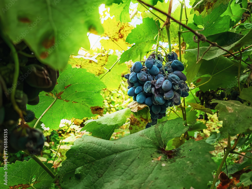 Moldy bunches of blue grapes on vine with damaged leaves against ...
