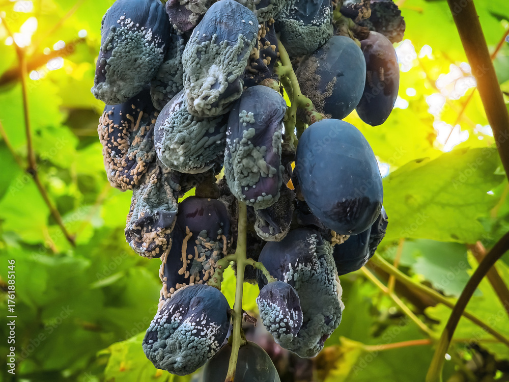 Moldy bunches of blue grapes on vine with damaged leaves on sunny ...