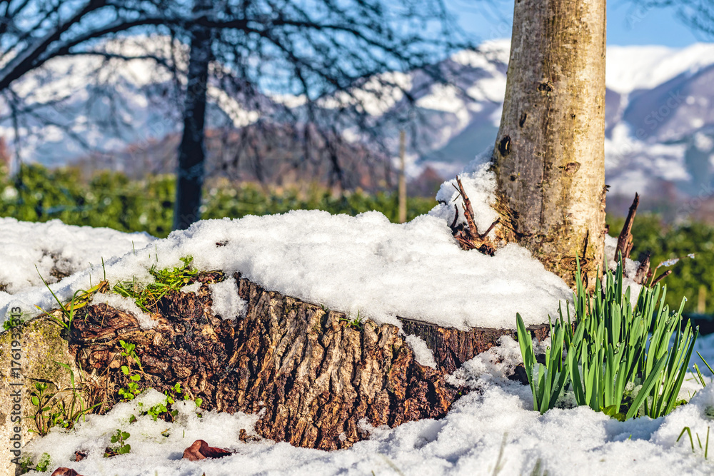 Snow-covered walnut tree stump with young daffodil leaves sprouting in ...