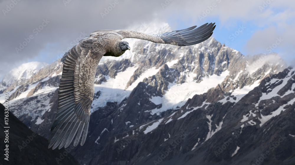 Frontal Close-up view of a flying female Andean condor (Vultur gryphus ...