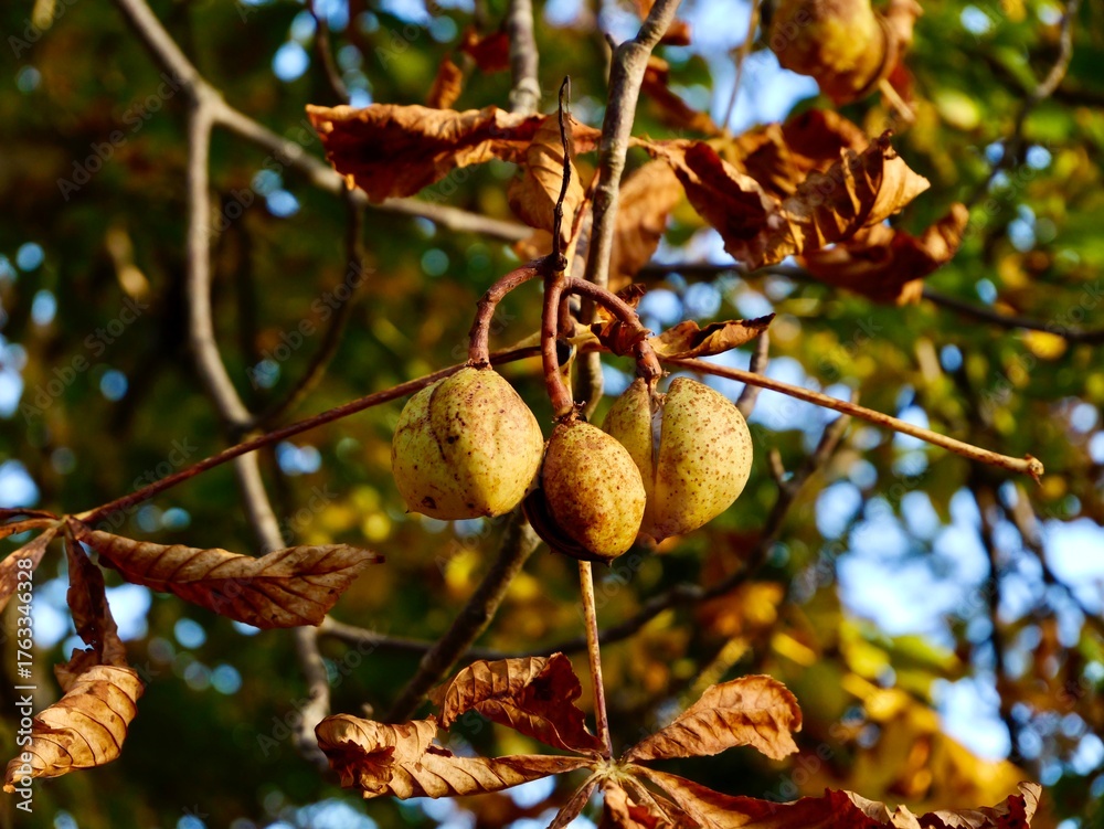 Conkers and leaves of the horse chestnut, also known as the European ...