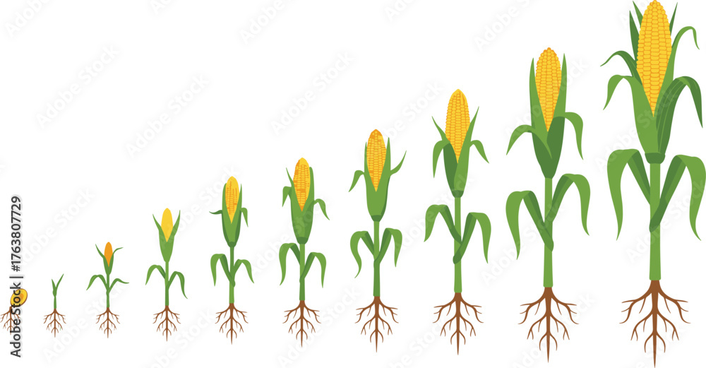 Corn plant growth, seed to maturity, cob formation stages, agricultural ...