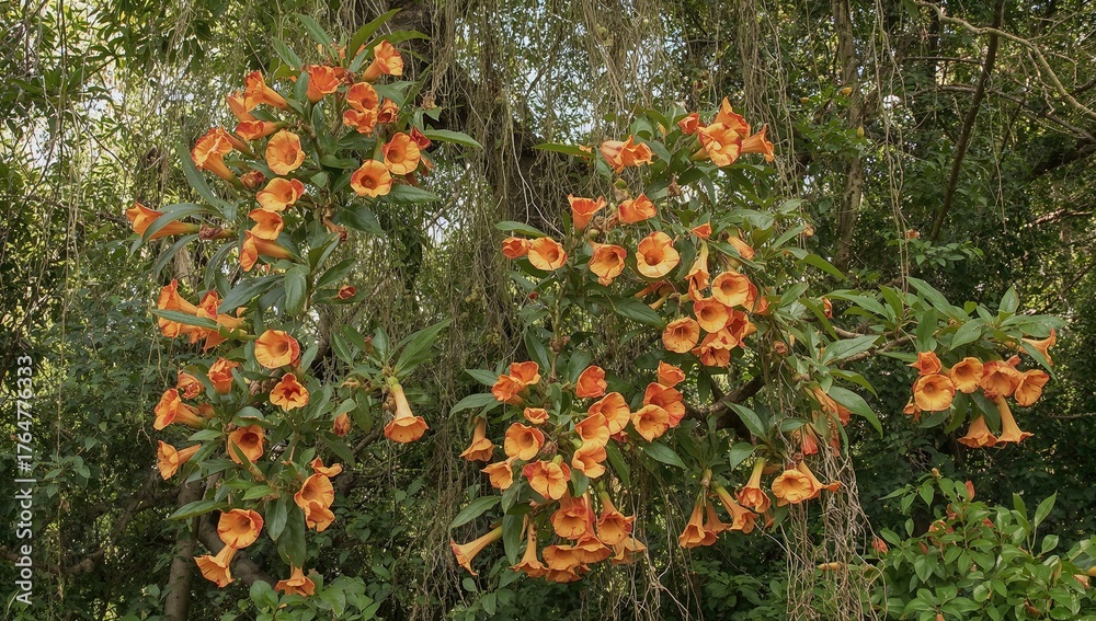 Rapidly expanding Bignonia is a climbing deciduous vine featuring big ...