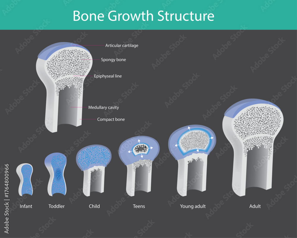 เวกเตอร์ Stock This diagram illustrates the internal structure and ...