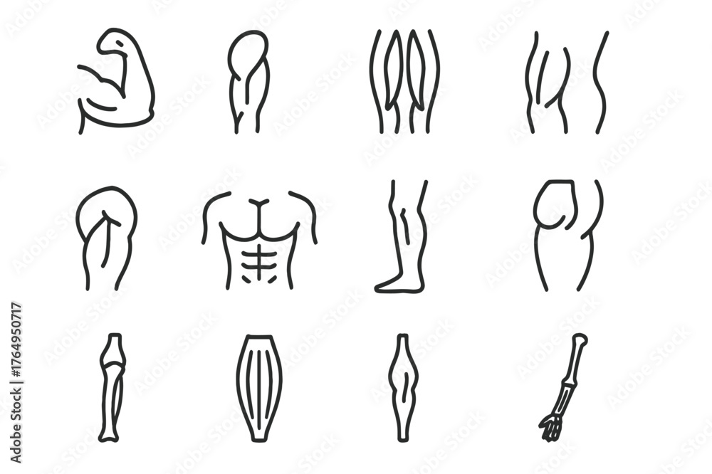 Stock-Vektorgrafik „Muscle Structure Icons. Muscle structure. Line icon ...