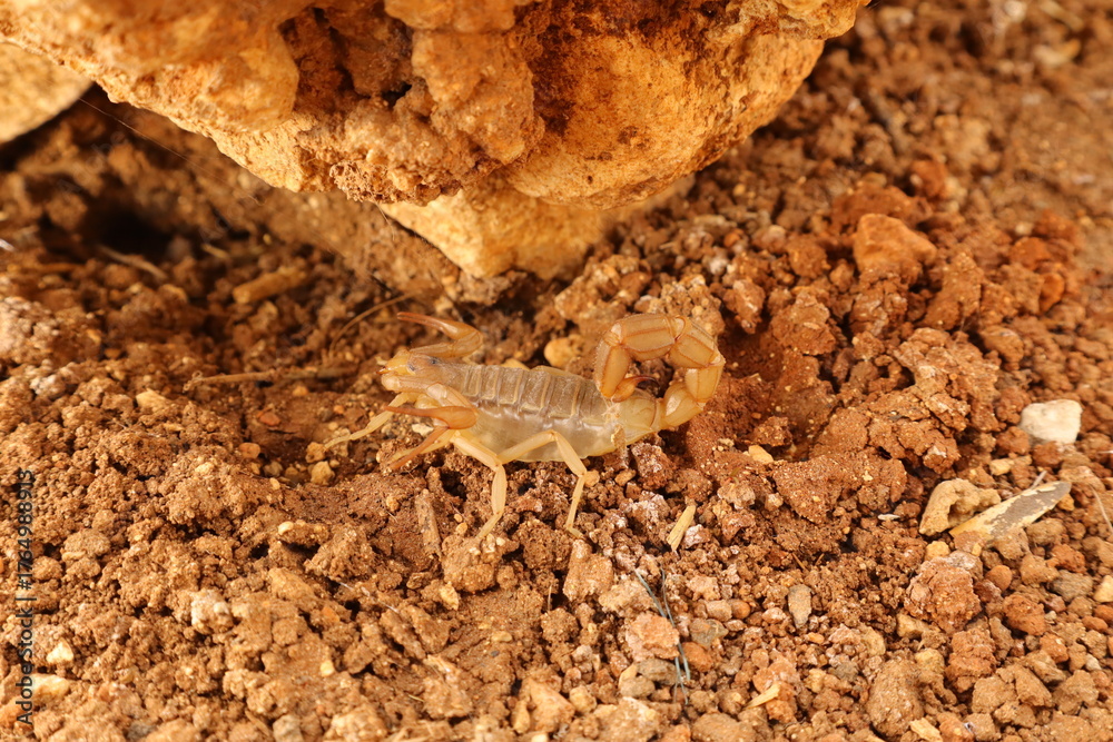 The Palestinian yellow scorpion (Leiurus quinquestriatus), also known ...