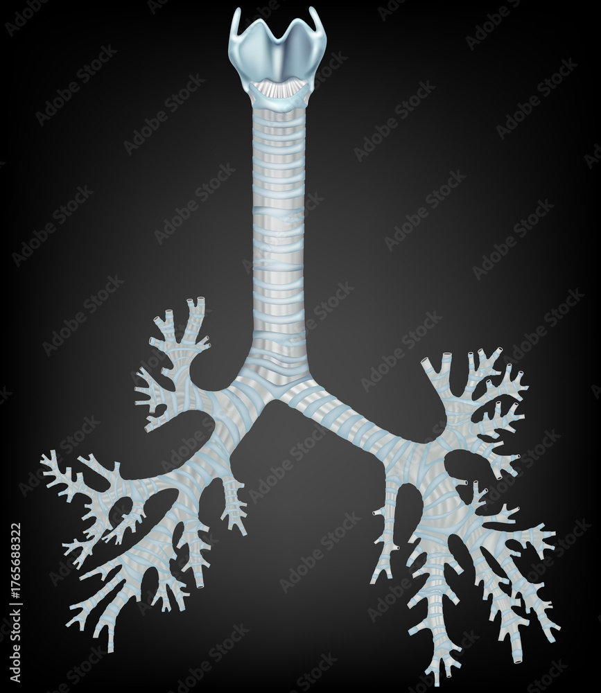 Ilustración de Stock Realistic medical illustration showing the human ...