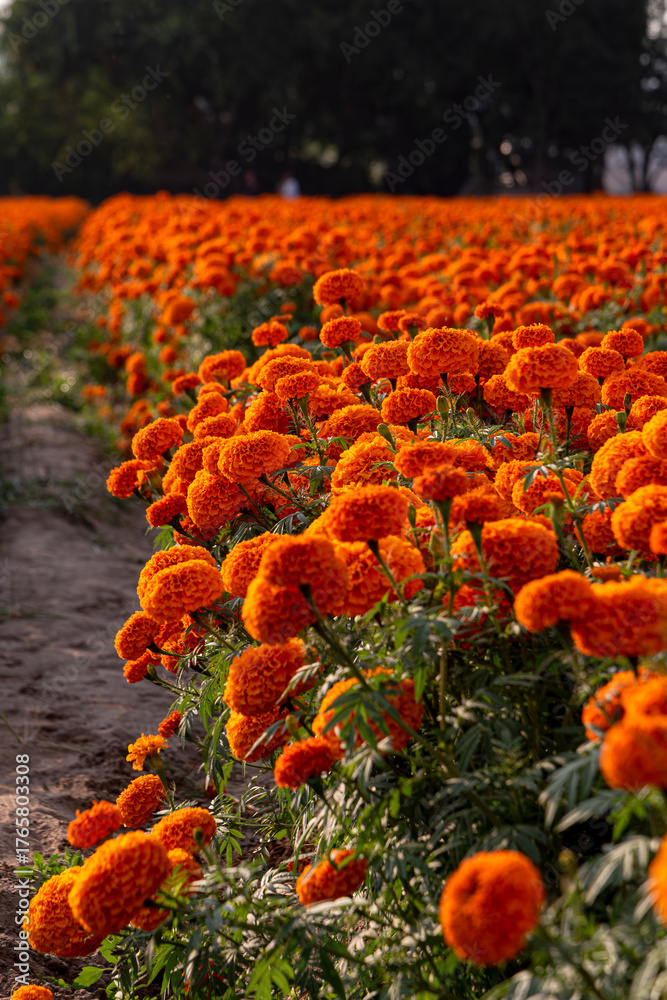 Stockfotot cempasúchil, flor de cempasúchil, campo de cempasúchil ...