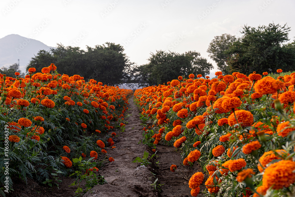 Fotografia do Stock cempasúchil, flor de cempasúchil, campo de ...