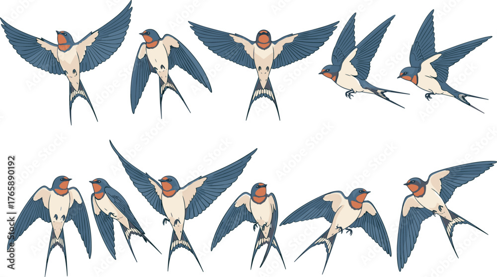 Image vectorielle Stock Swallow bird flight motion set, wing movement ...