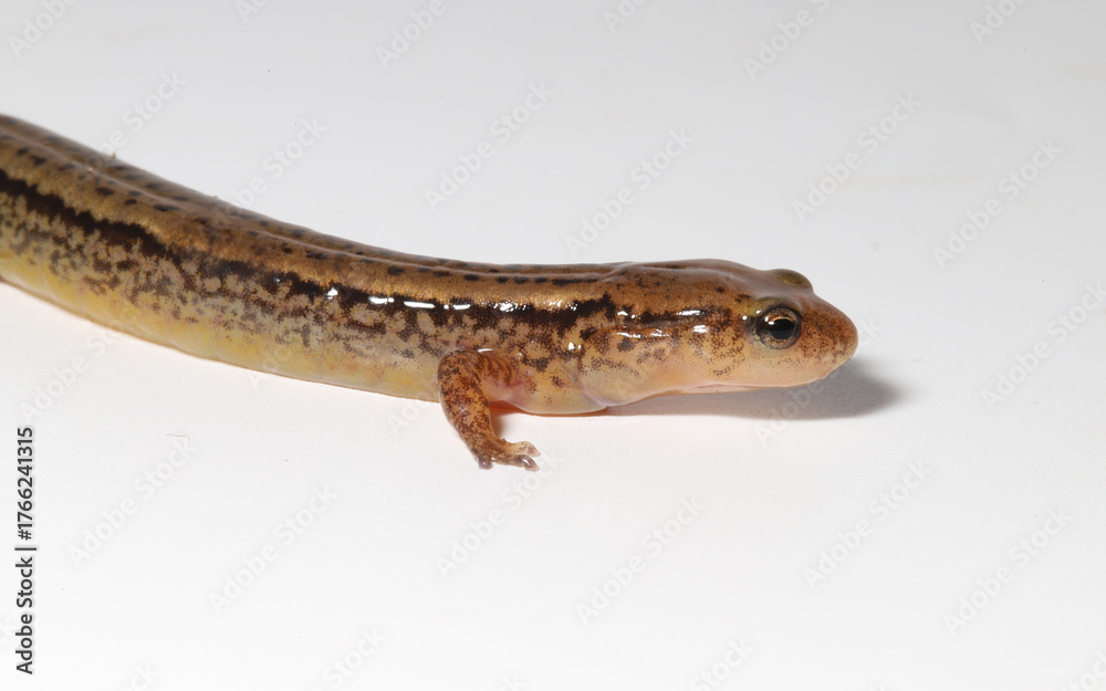Profile of the head, forelimb and body of a Northern Two-Lined ...