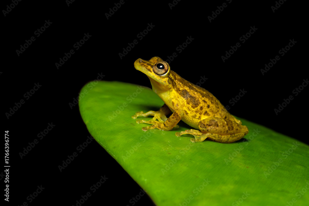 Scinax elaeochroa, commonly known as the Sipurio snouted treefrog, or ...