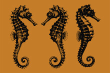 Vintage Seahorse Drawing Collage Free Stock Photo - Public Domain Pictures