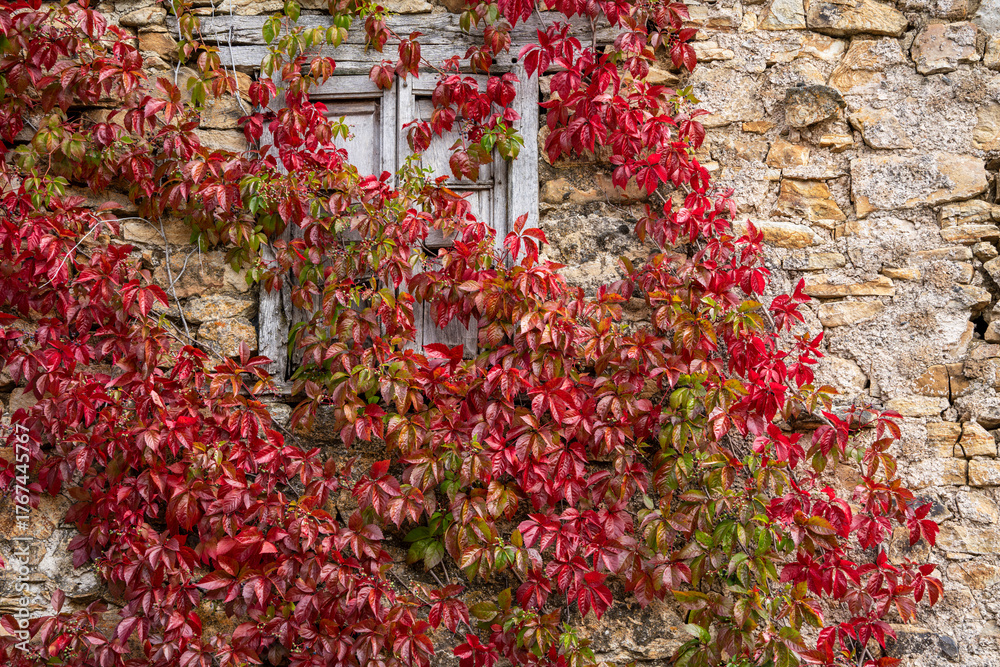Red vine surrounding a window on an old facade, Horcadas village, Riaño ...