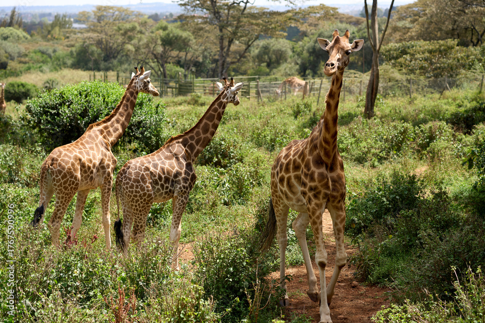 Fotografie Nairobi, Kenya - October 18th 2025 - Giraffe Center ve ...
