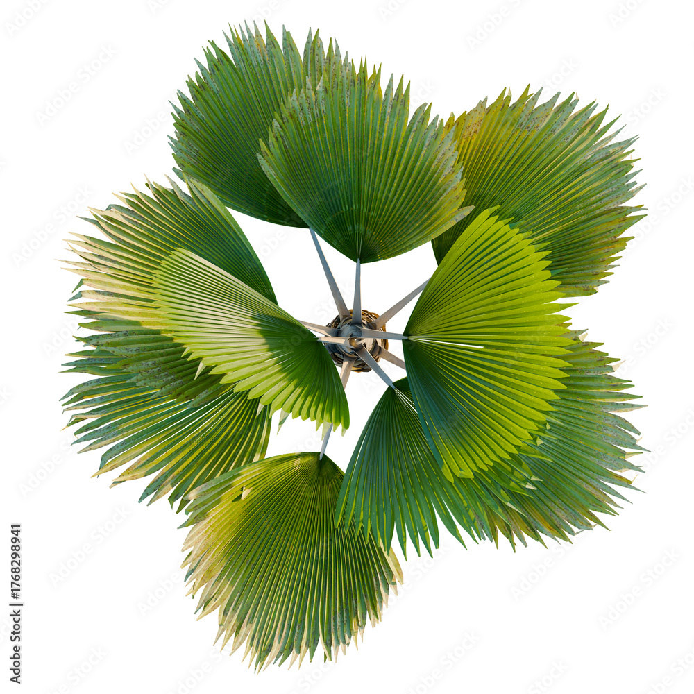 Pritchardia pacifica tree plan, top view, cutout, transparent ...