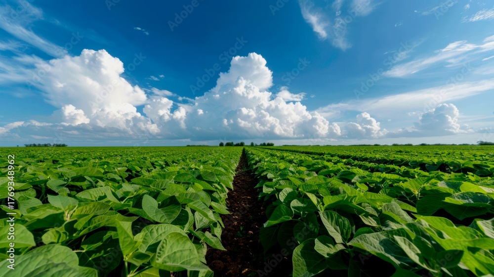 landscape photograph of a seemingly endless field of green soybean ...