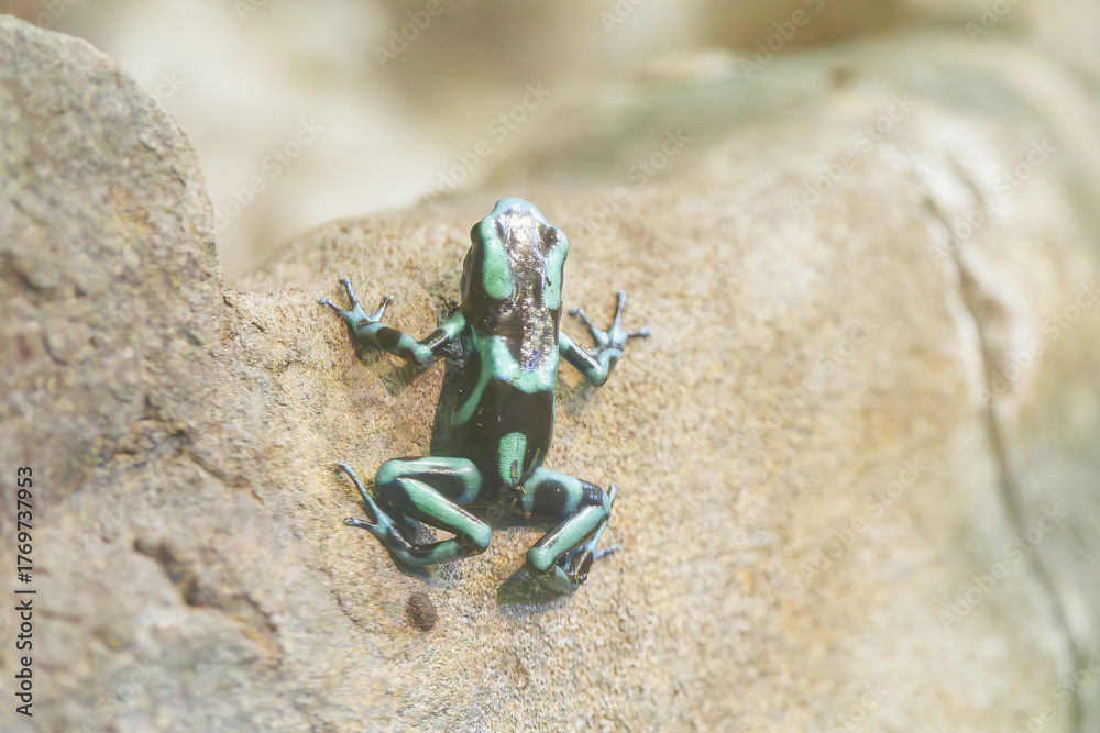 Central American poison dart frog in a reptile exhibit at a zoo in ...