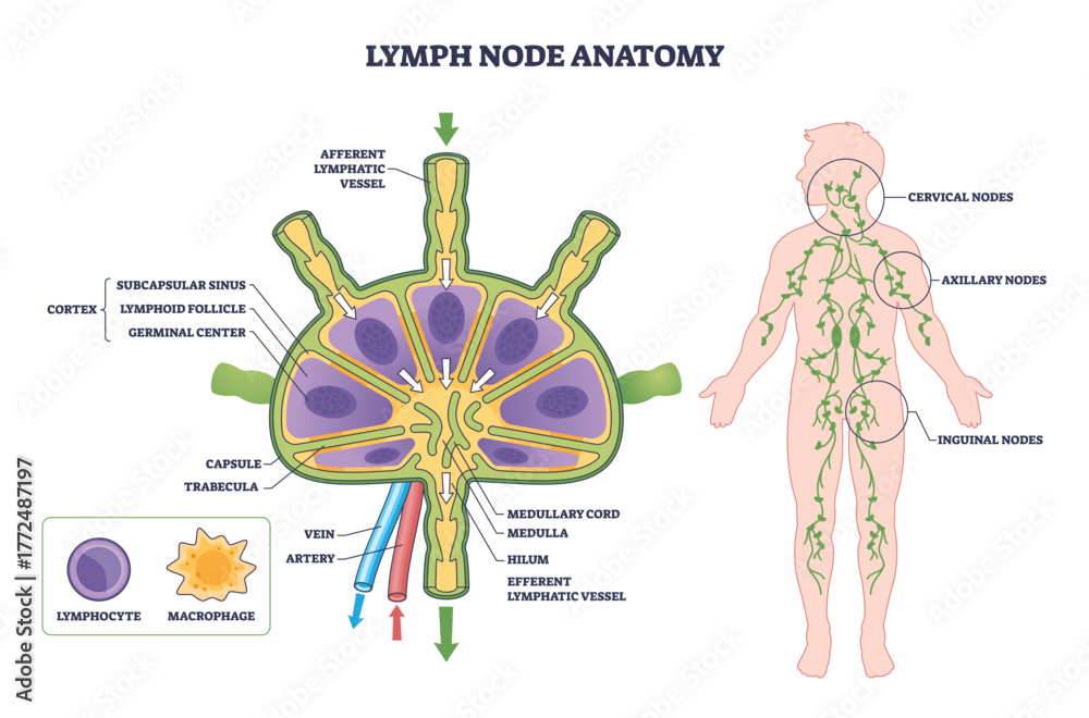 Lymph node anatomy diagram shows structure and lymph flow, highlighting ...