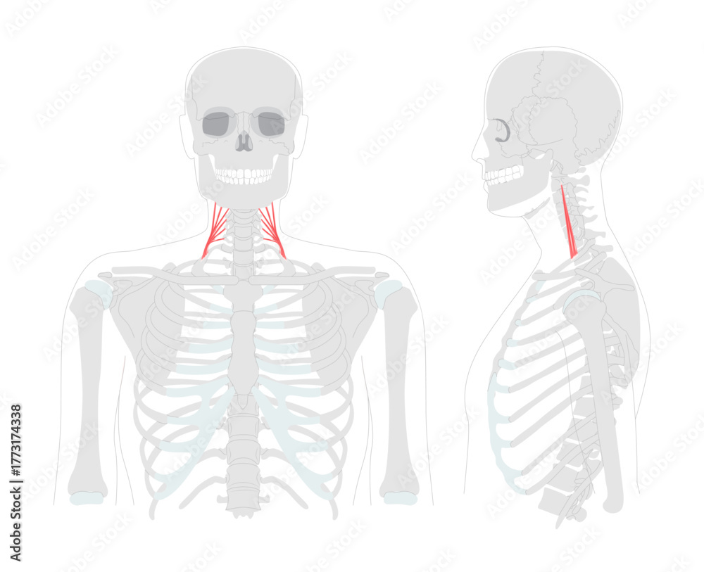 Vector de Stock Middle scalene - Lateral cervical muscle illustrated in ...