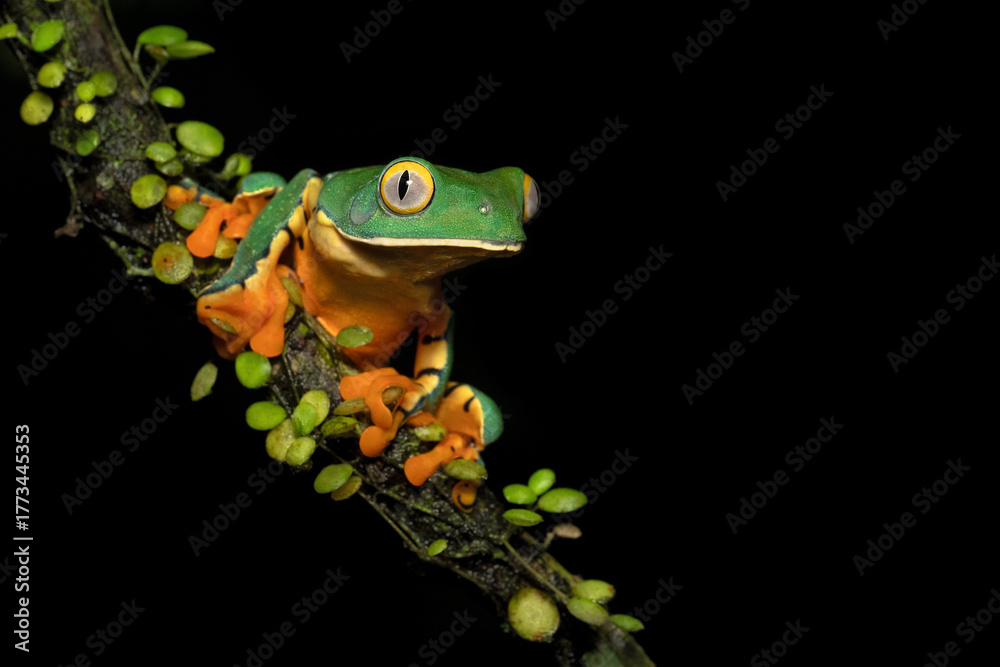 Cruziohyla sylviae, also known as Sylvia's tree frog, is a large ...